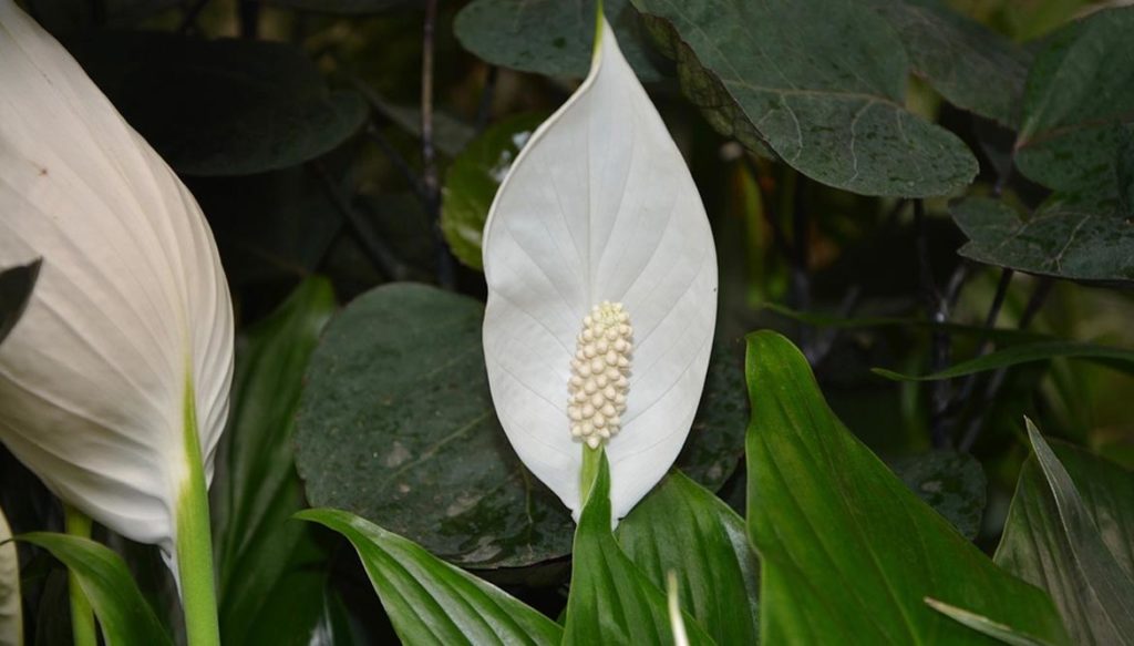 Lo spatifillo: tutto quello che c’è da sapere - Eurogiardinaggio